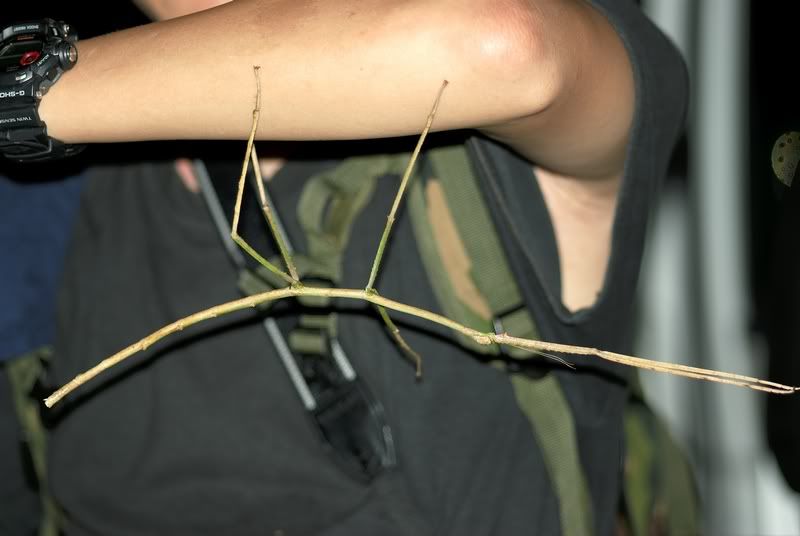 Borneo Dispatches #12: Monster Phasmids, Flying Lizards - Field Herp Forum